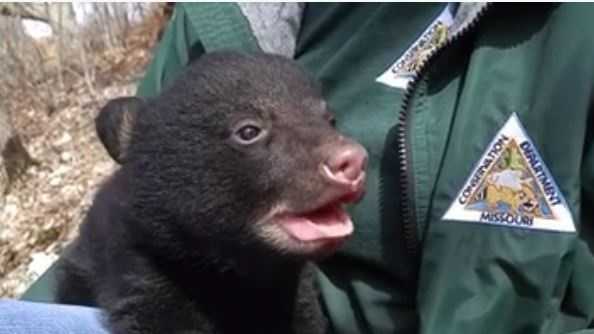 CUTE: Mo. conservation agent comforts bear cub during study