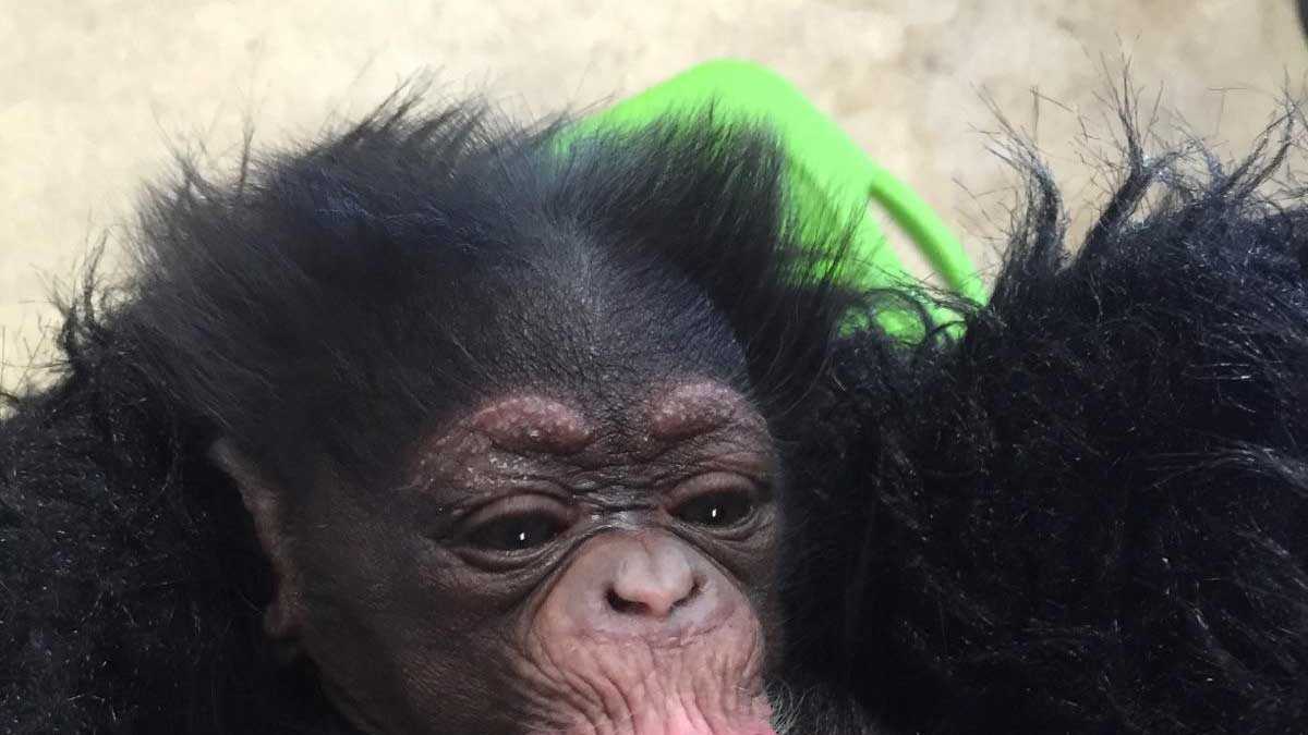 Zookeepers caring for baby chimp born at KC zoo