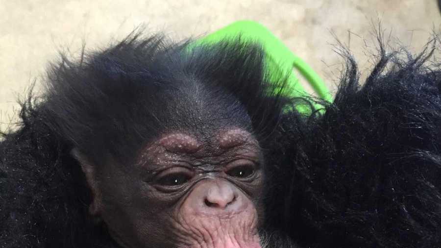 Zookeepers caring for baby chimp born at KC zoo