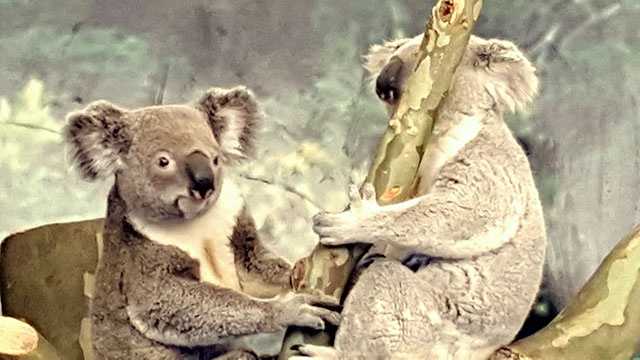 Kansas City Zoo's new koala exhibit to open Thursday