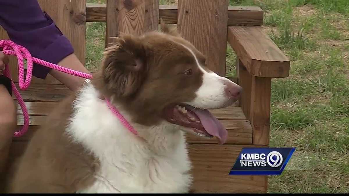 Obese border collie at Great Plains SPCA needs forever home