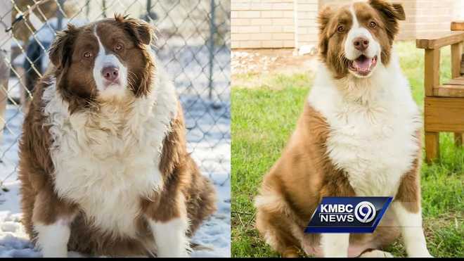 Obese Dogs Before And After