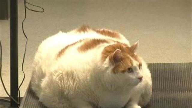 39-pound cat weighs on hearts