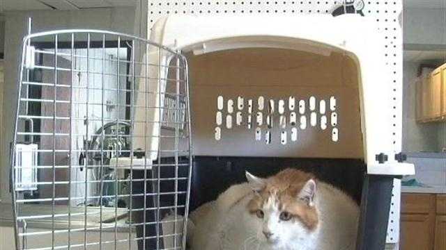 Photos: 39-pound cat at NM animal shelter