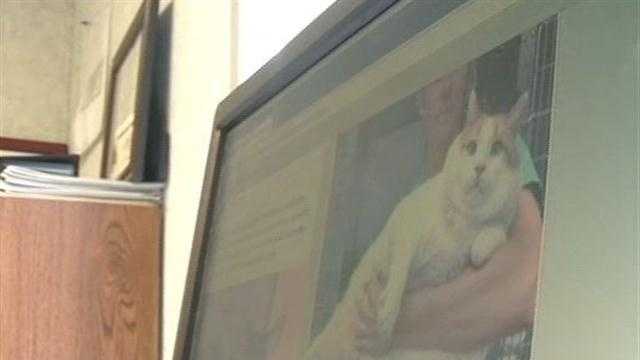 Photos: 39-pound cat at NM animal shelter