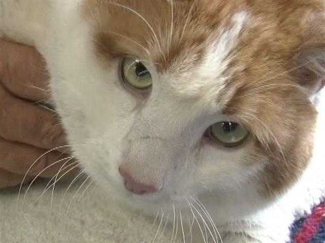 Photos: 39-pound cat at NM animal shelter