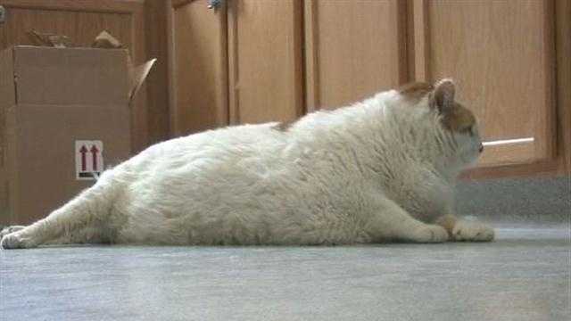 Photos: 39-pound cat at NM animal shelter