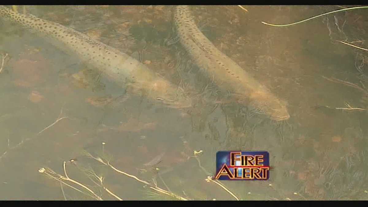 Wildfire threatens rare species of trout
