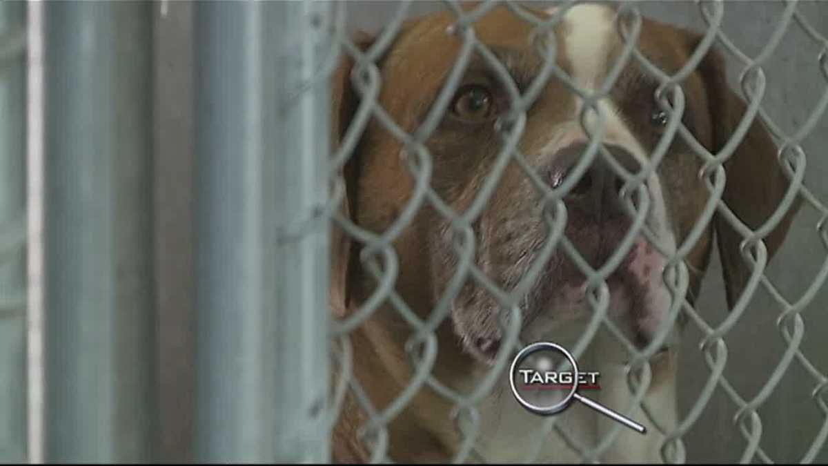 Thousands of euthanized pets tossed in city landfills