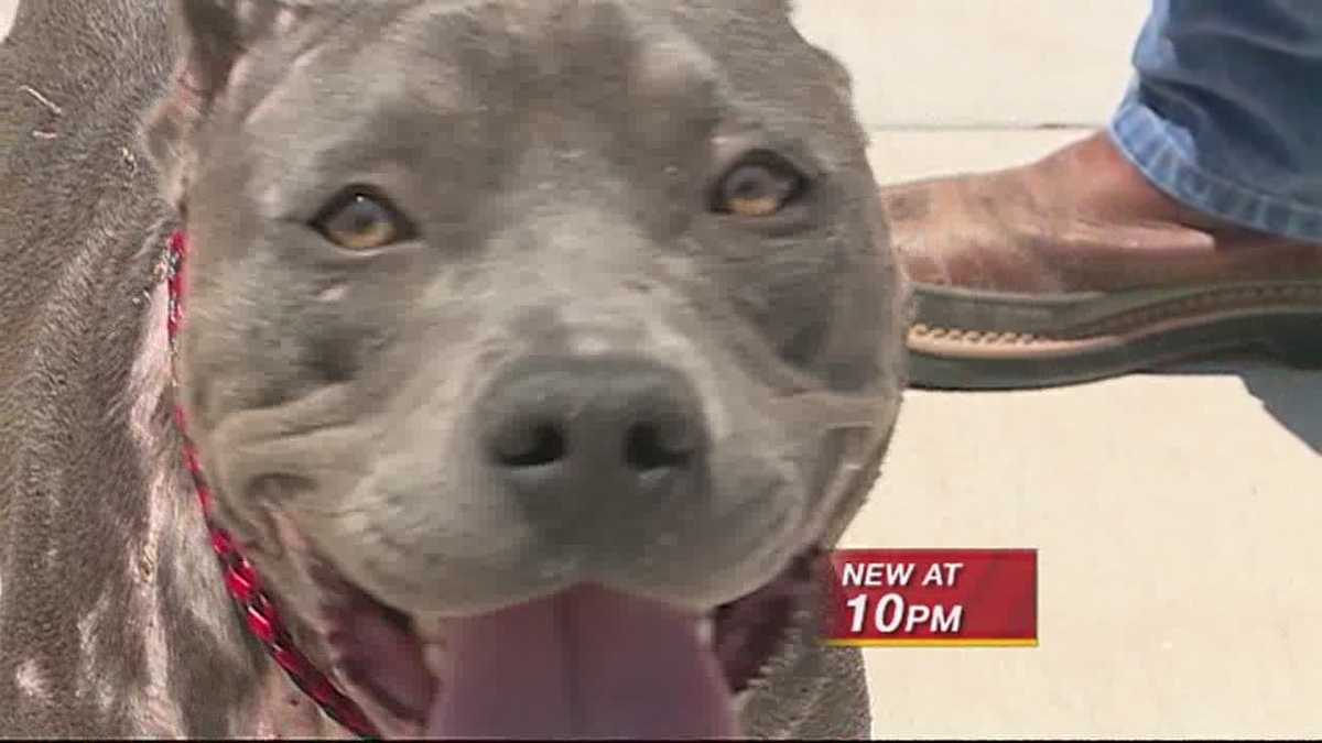 Pit bull injured in illegal dog fighting