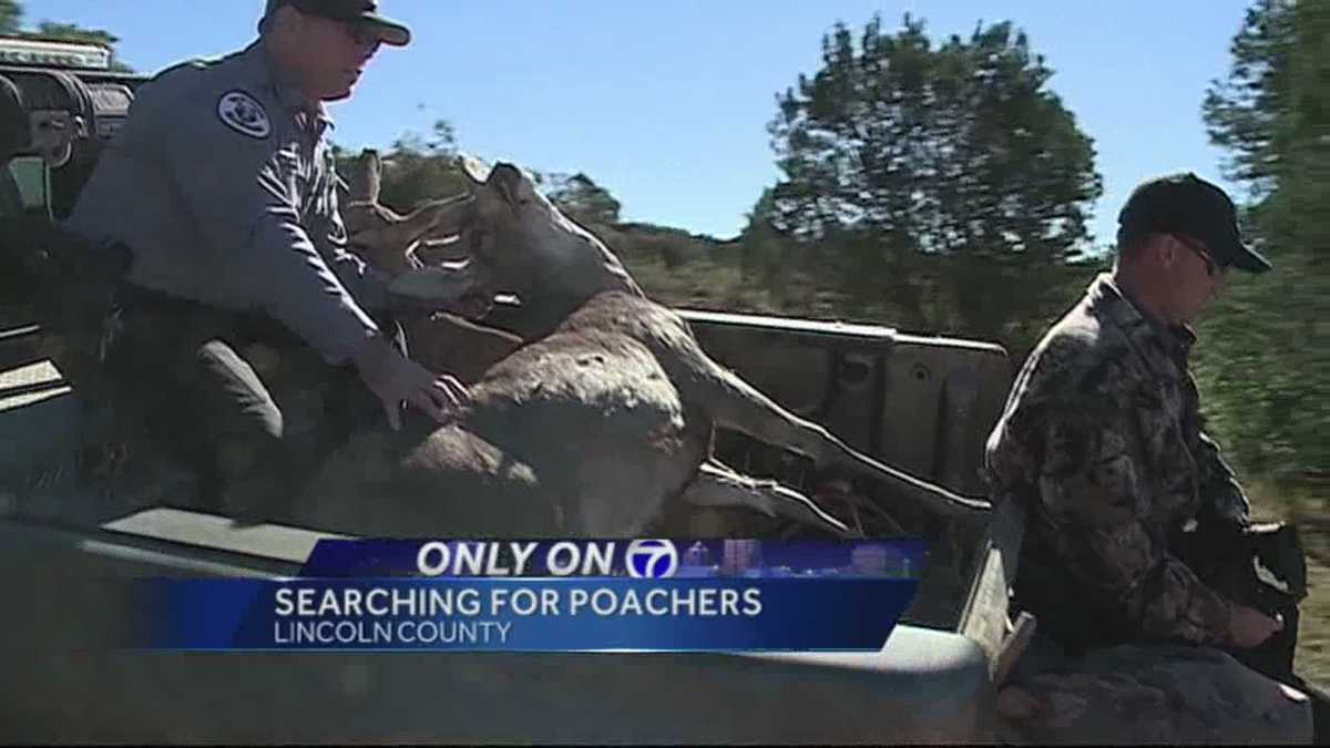 Decoy deer used to snare poachers