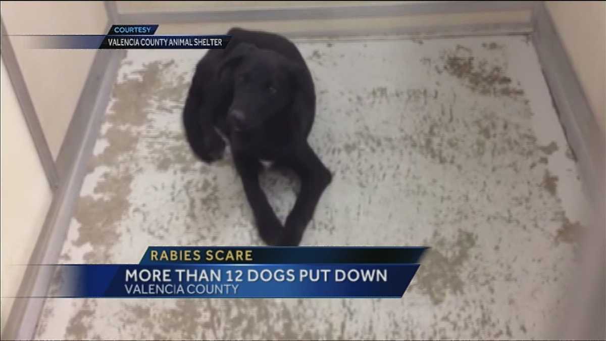 Rabid dog forces animal shelter lockdown