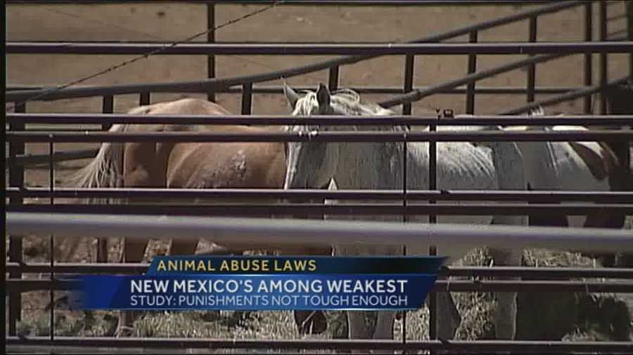 NM s Animal Abuse Laws Rank Among Nation s Worst nm-s-animal-abuse-laws-rank-among-nation-s-worst