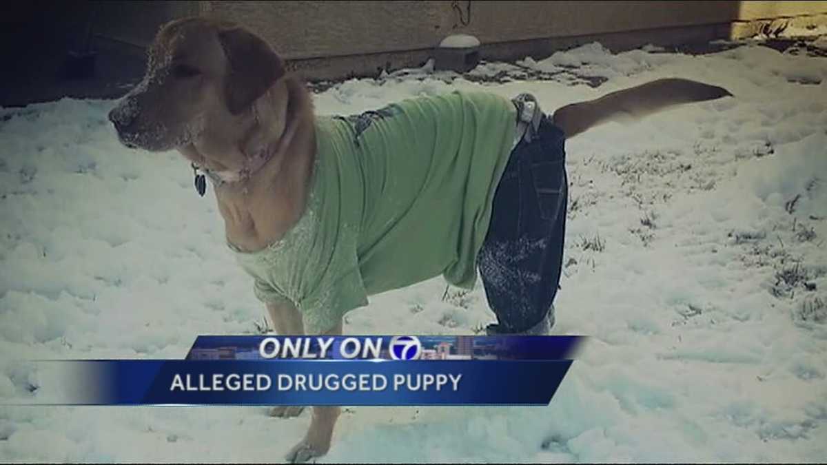 Dog tests positive for marijuana, cocaine