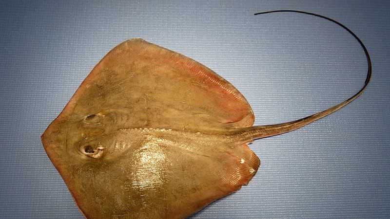 10 most painful stings, bites in the animal world