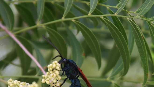 10 most painful stings, bites in the animal world