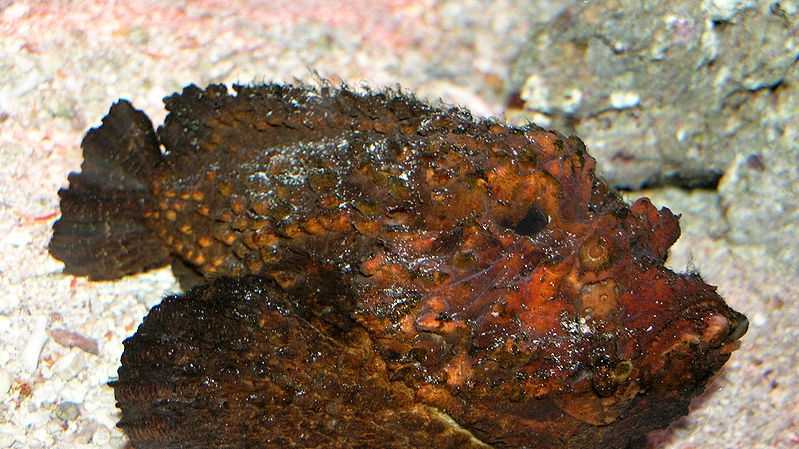 10 most painful stings, bites in the animal world