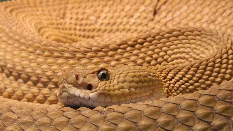 10 most painful stings, bites in the animal world