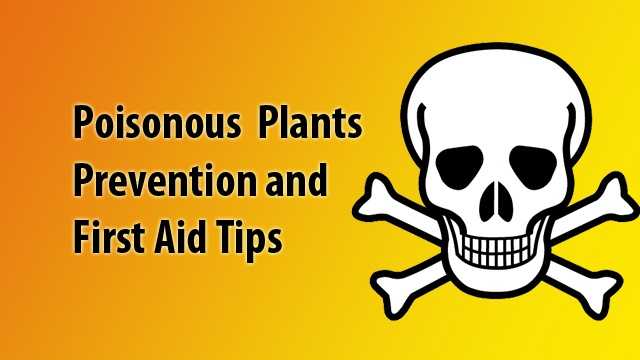 Poisonous Plants: Prevention and First Aid Tips