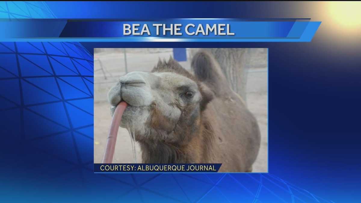 Camel killed by falling tree at BioPark