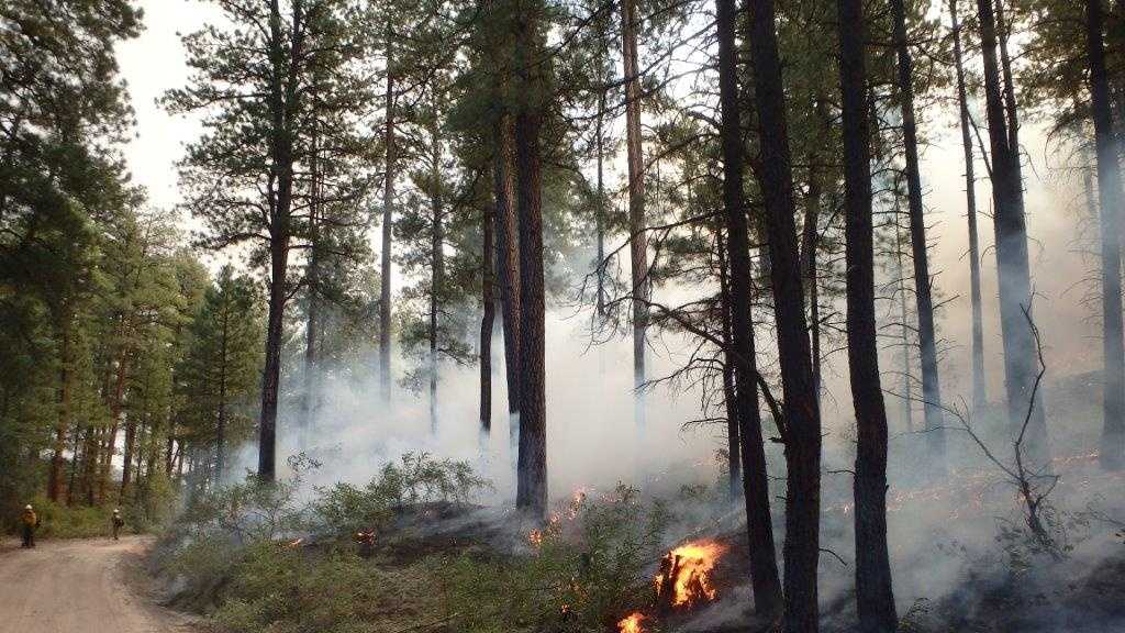 Photos: Pino Fire burning in Santa Fe National Forest