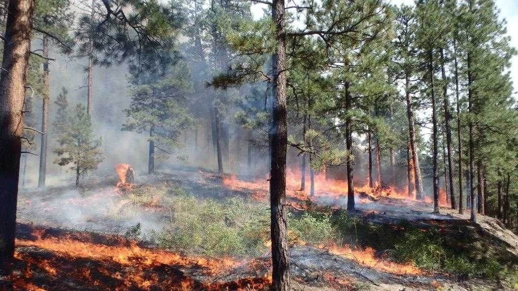 Photos: Pino Fire burning in Santa Fe National Forest