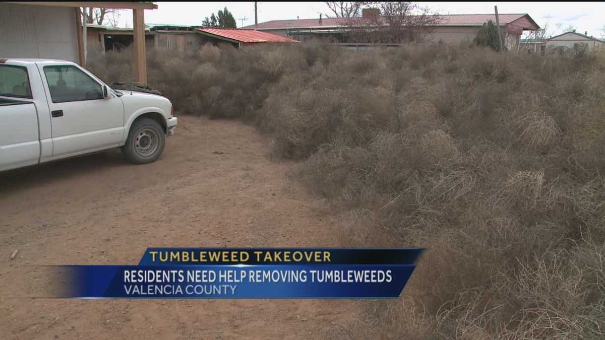 Valencia Co. plans to burn troublesome tumbleweeds
