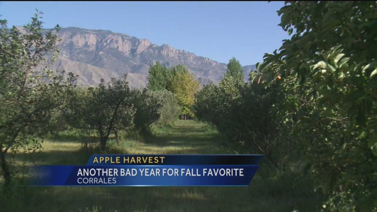 Bad harvest means fall favorite won't be the same