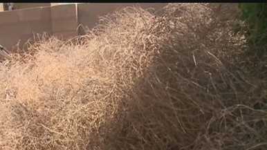 City crews clean up tumbleweeds, remove fire danger