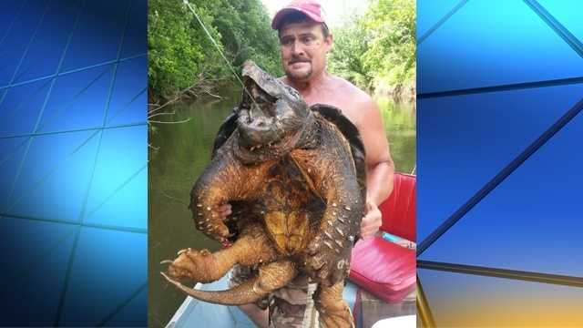 Edmond man catches alligator snapping turtle in Lake Eufaula