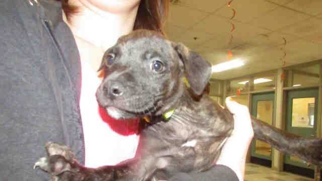 Pets for adoption at Oklahoma City animal shelter