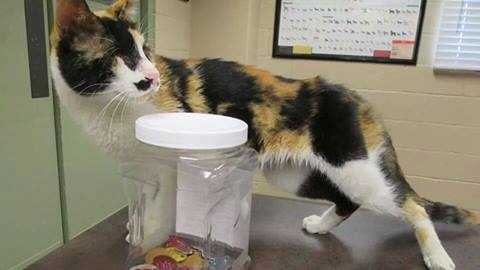 Cat born without eyes overseas reunited with Midwest City resident