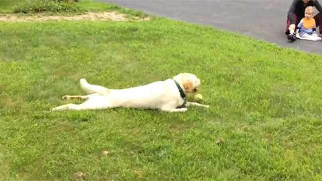 VIRAL VIDEO: Dog 'brakes' while playing fetch