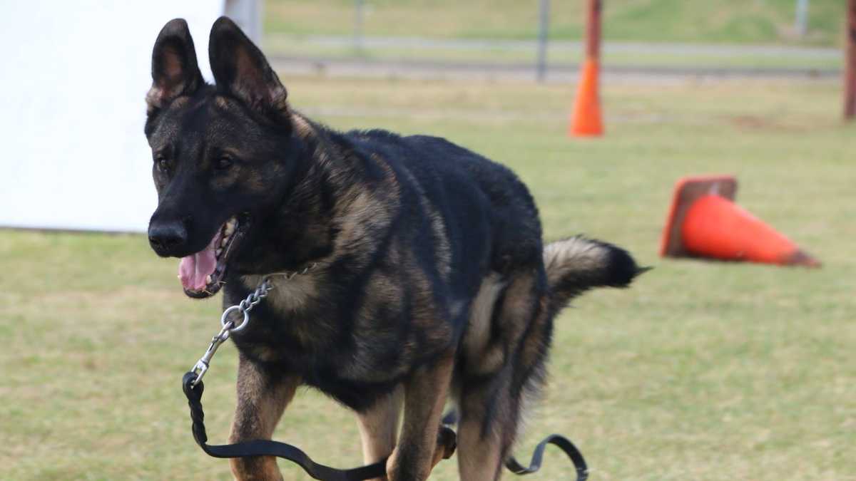 Oklahoma City officer gets new K-9 unit