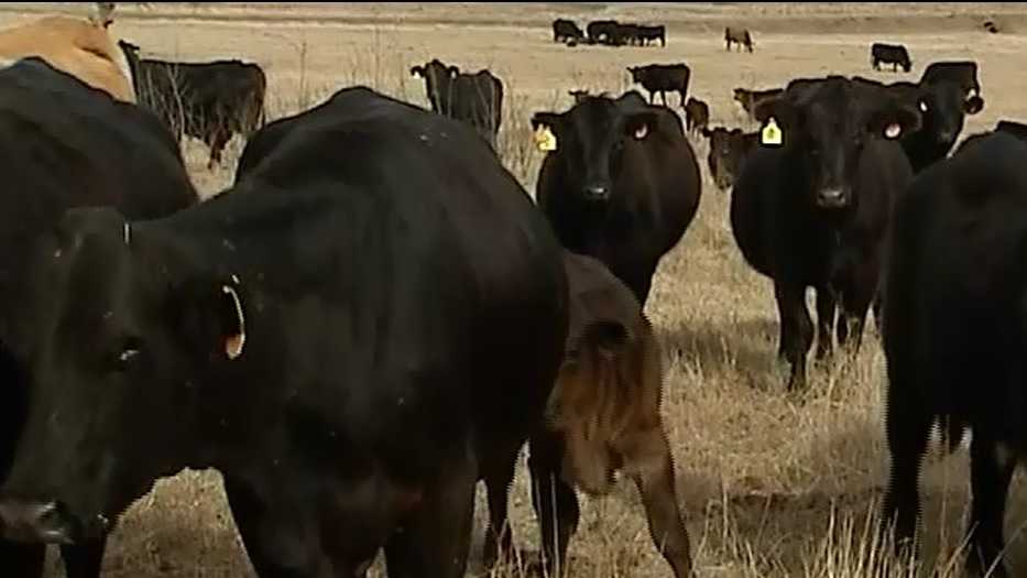 Cattle rustling ring busted by Oklahoma lawmen