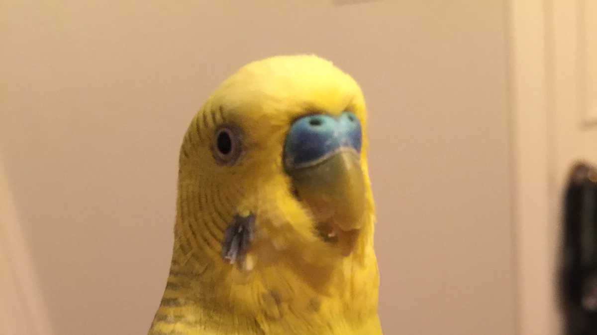 PHOTOS: National Pet Day