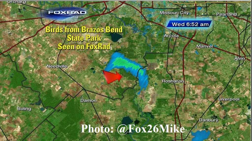 Birds spotted on radar