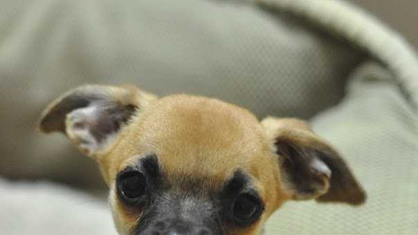 PHOTOS: Puppies available for adoption with Humane Society