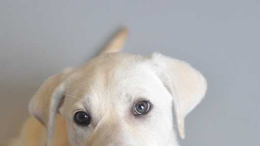 PHOTOS: Puppies available for adoption with Humane Society