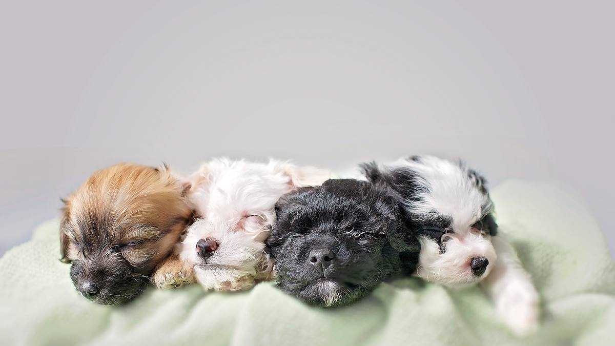 Puppies at Humane Society looking for new homes