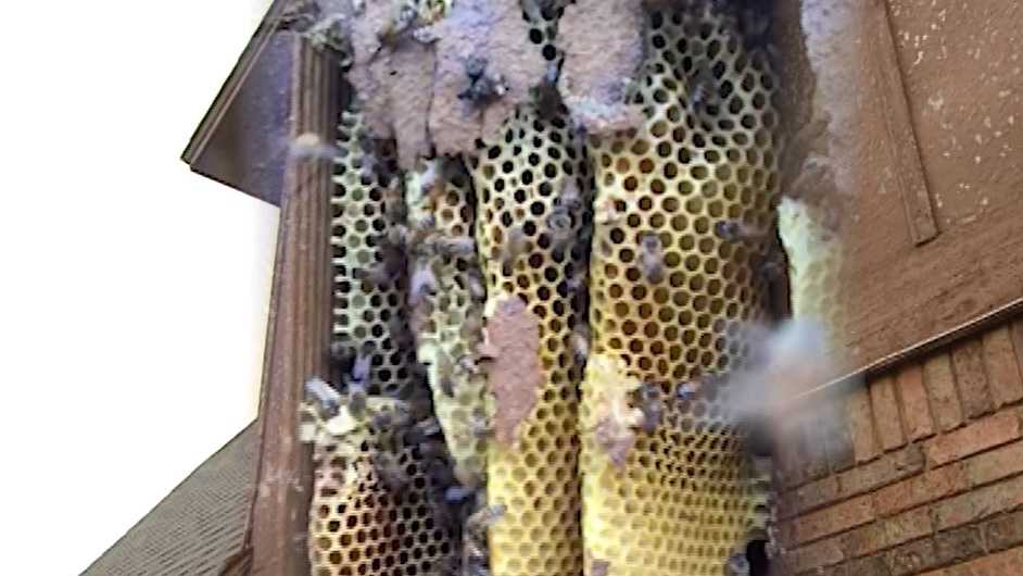 Beekeeper says bee invasion in Edmond home is 'worst he's ever seen'