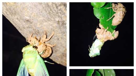 Dog day cicada spotted in central Oklahoma