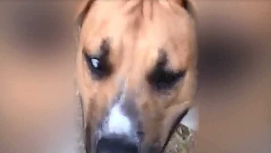 Shot dogs recovering, gunman still at large