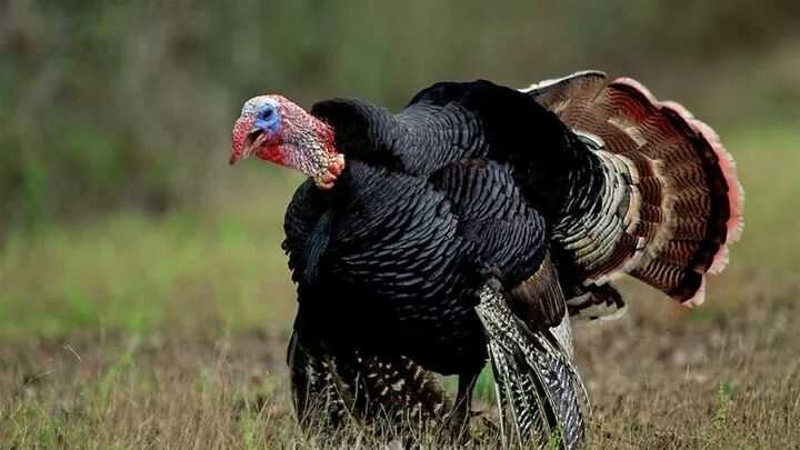 Turkey season opens Wednesday in Oklahoma