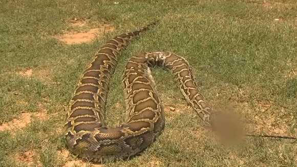 Oklahoma teen finds 14-foot python in family's yard