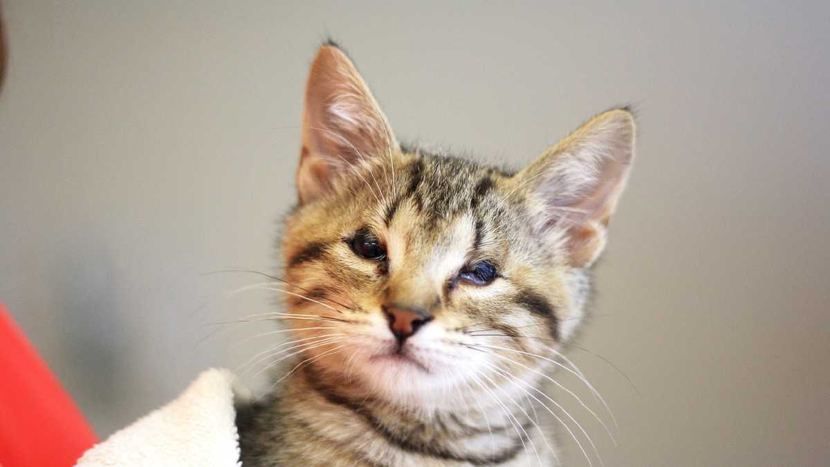 IMAGES: Kittens born without eyelids