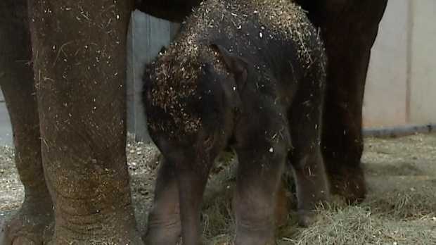 Strain of virus detected in young elephant at OKC Zoo