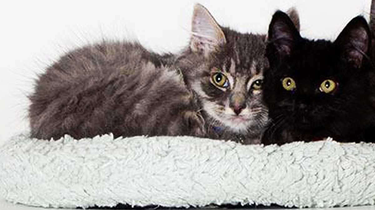 Monterey SPCA: 113 dead kittens found at Seaside cat-nabber's home