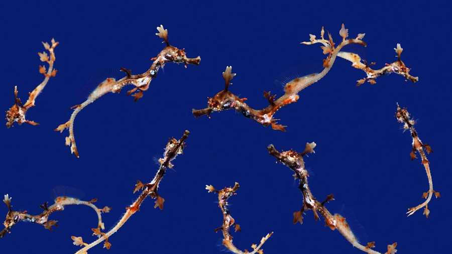 Sea dragons born at Monterey Bay Aquarium