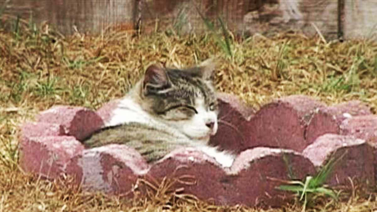 PHOTOS: 48 cats rescued from suspected Seaside cat hoarders